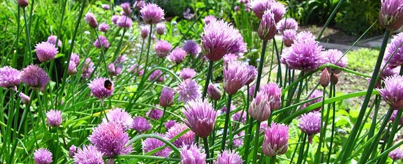 Why should you use more chives?. Chives or Scallions are both a herb ...
