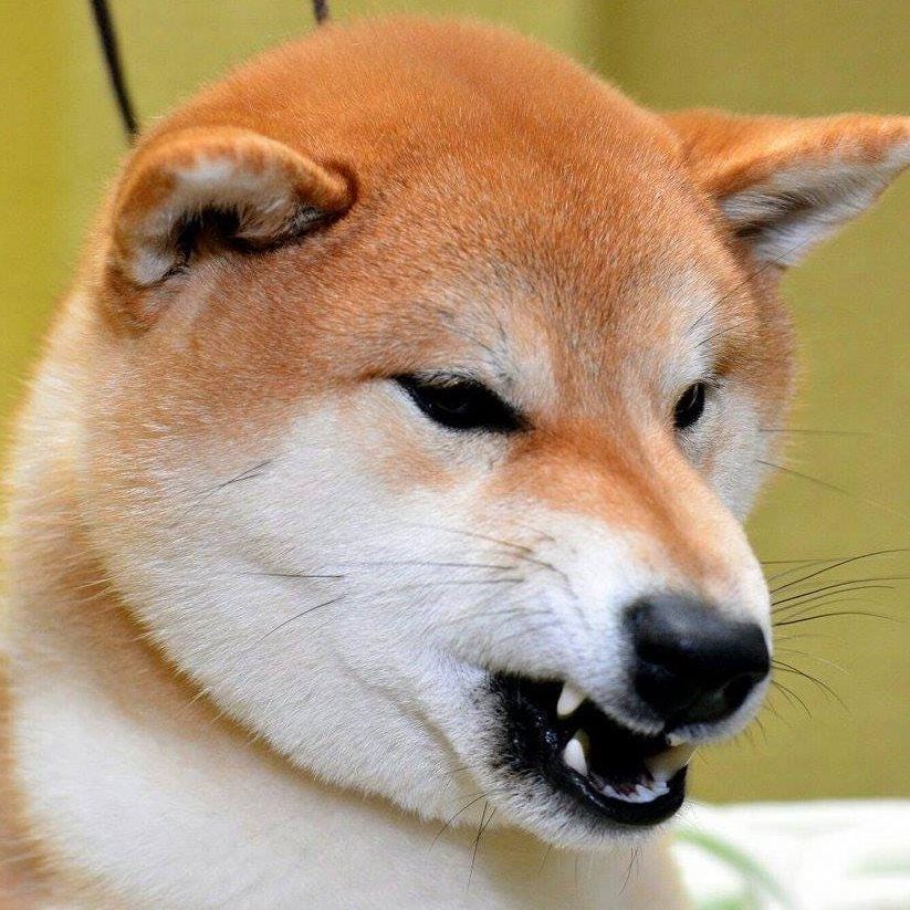 Whales Dump Record 1.2 Trillion SHIB | by ETELL | Medium