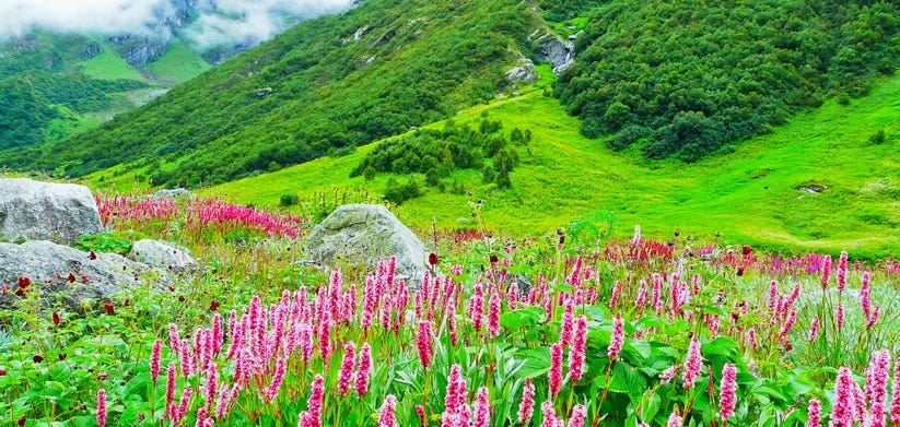 Valley Of Flowers National Park Chamoli Uttarakhand