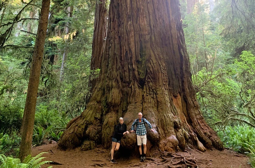 The Big Trees. These trees, some of them, were already… | by The Good ...