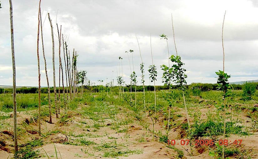 Desertification countermeasures. Photo credit: WVC 2005–07 | by Willem ...