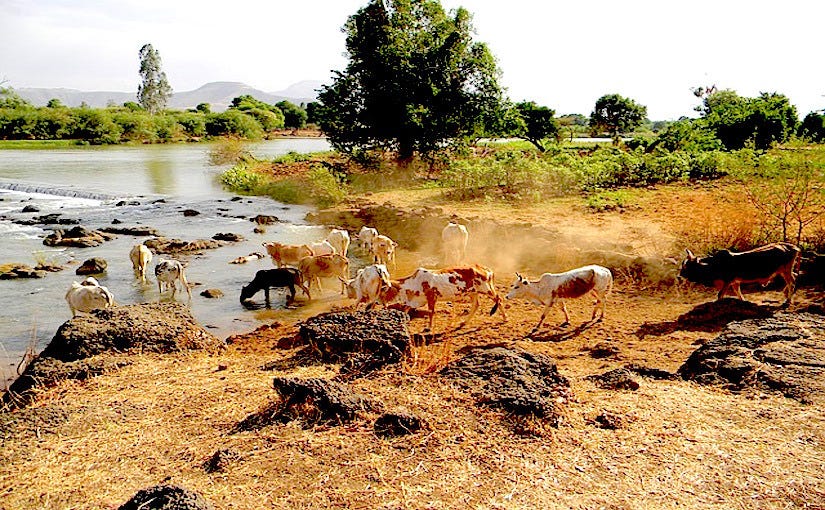 Overgrazing leading to soil desertification | by Willem Van Cotthem ...