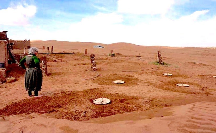 Groasis Waterboxx has amazing results in Morocco | by Willem Van ...