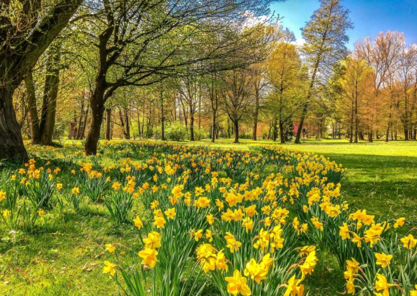 Spring’s Awakening - Sunnyvale Brighton - Medium