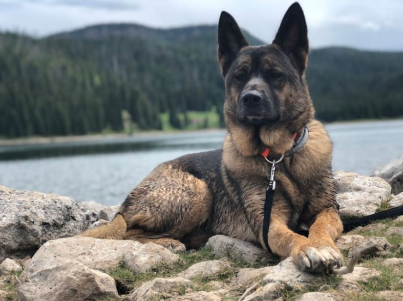 The Pros and Cons of Having an Akita Shepherd as a Pet. | by Tyron ...