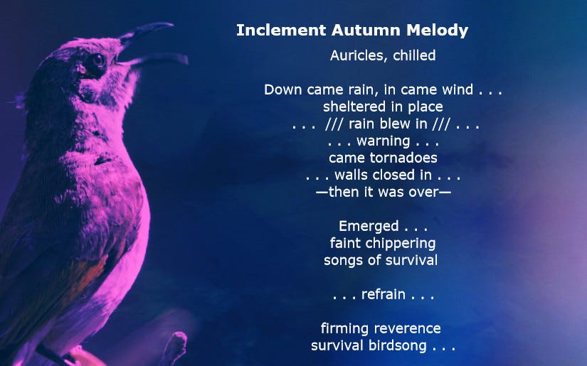 Birdsong: Inclement Autumn Melody - Poem-Rae - Medium