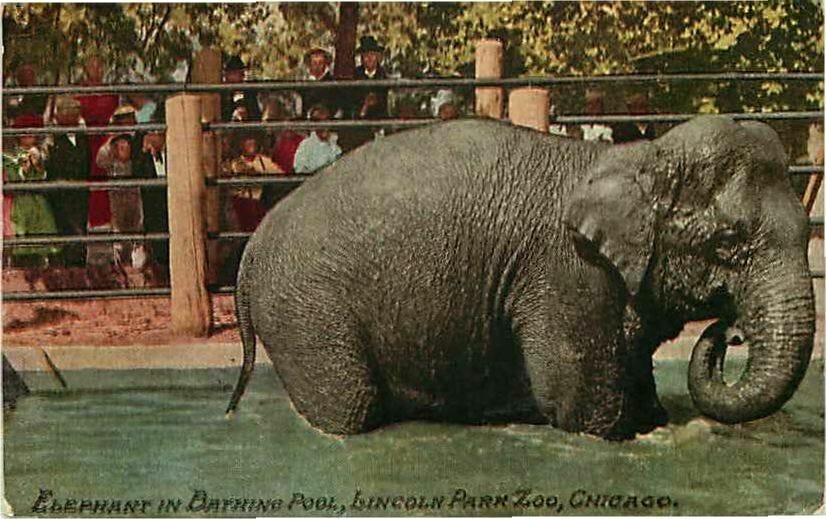 Zoo Animal Lifespans: What Animals Are Most Likely and Least Likely To ...