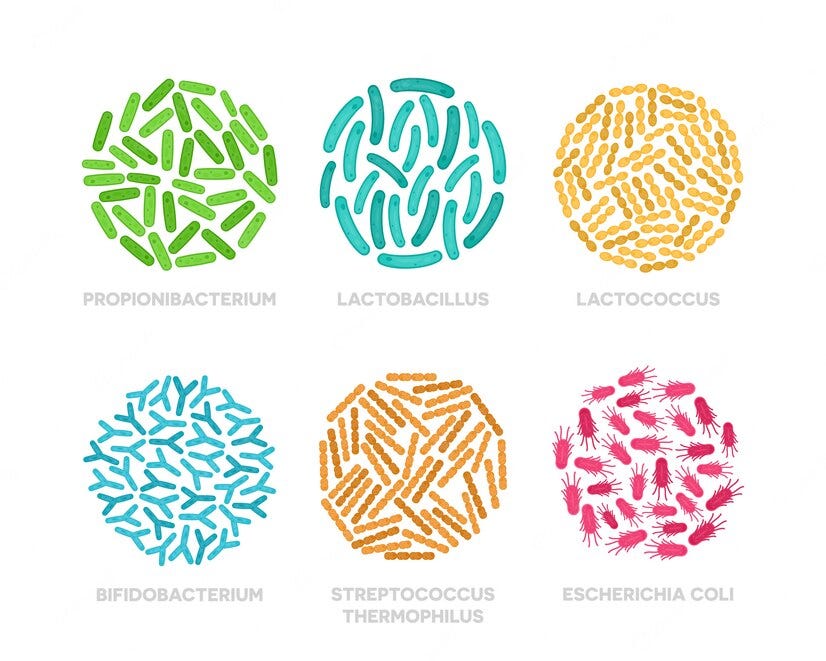 “Probiotics”. Bacteria can be generally divided into… | by Sauerkraut 🍀 ...