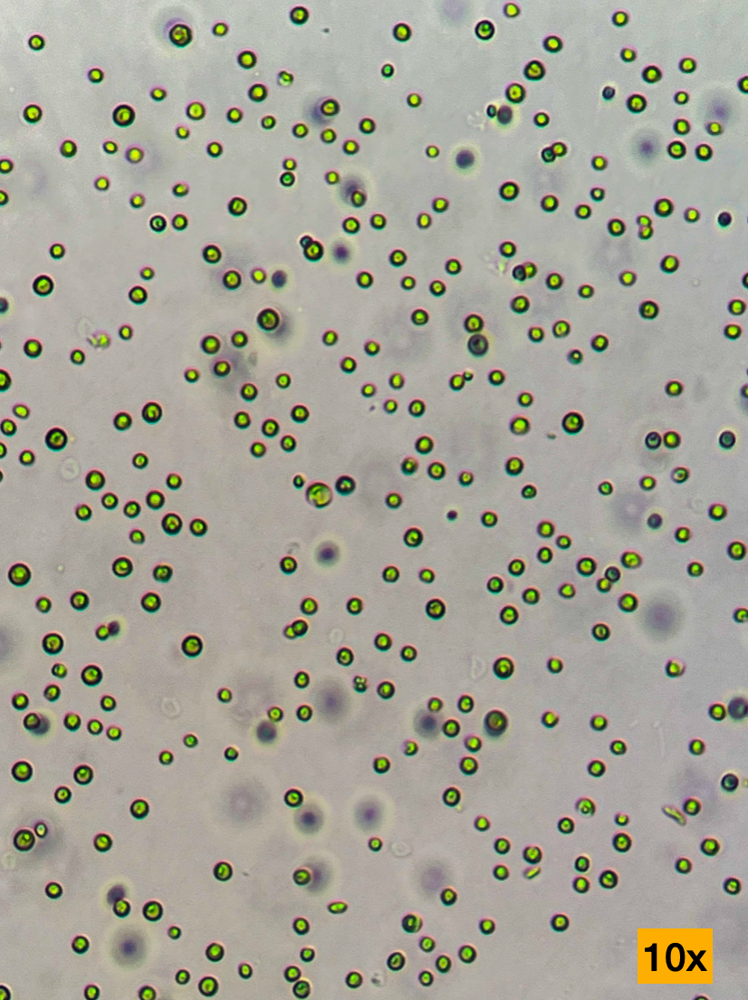 Chlorella Shipping Experiment. Introduction | by oceanleaf | Aug, 2024 ...