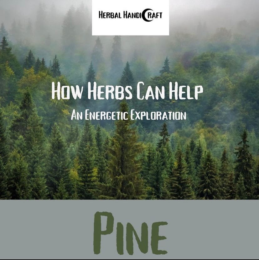 How Herbs can Help: Pine. As I have grown as an Herbalist I have… | by ...