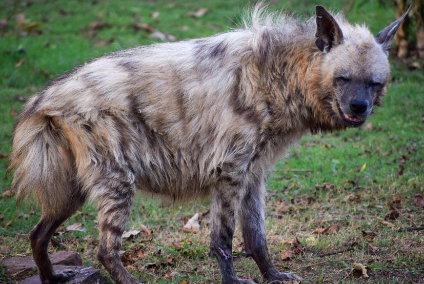 A Hunter’s Guide to Hyena Behavior and Key Hunting Locations in South ...