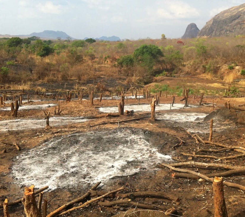 The immense risk of destructing natural habitats | by Annabel Davis ...