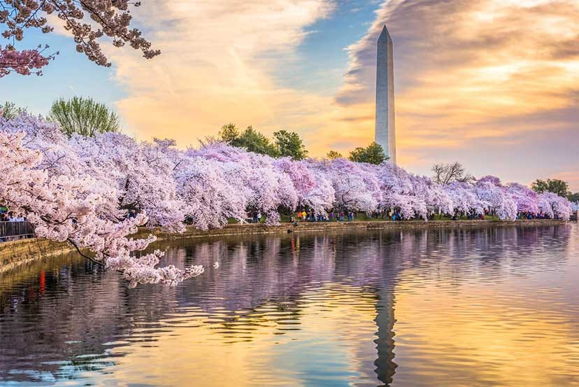 How did Washington DC end up with so many beautiful Sakura trees? | by ...