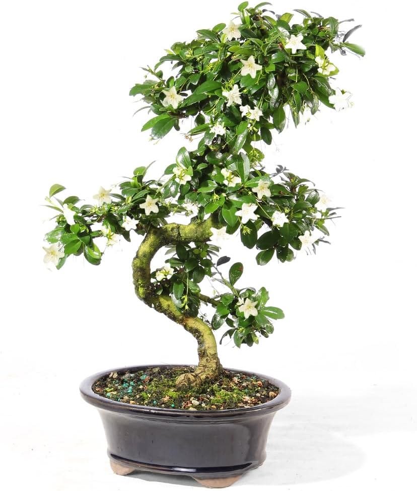 Brussel’s Bonsai Live Fukien Tea Bonsai Tree Review | by Karla Torpey ...