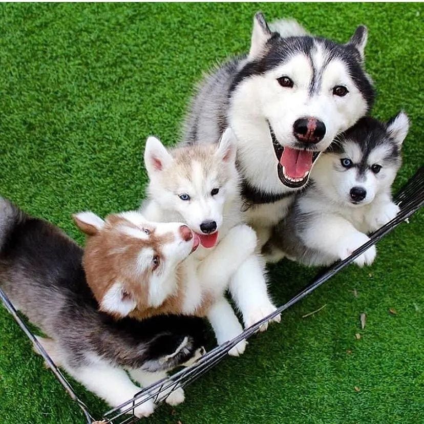 Siberian Husky Colors A Guide to the Different Coat Variations | by ...