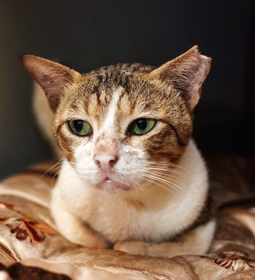 5 reasons why you should adopt a senior cat! | by Cat Café Studio | Medium