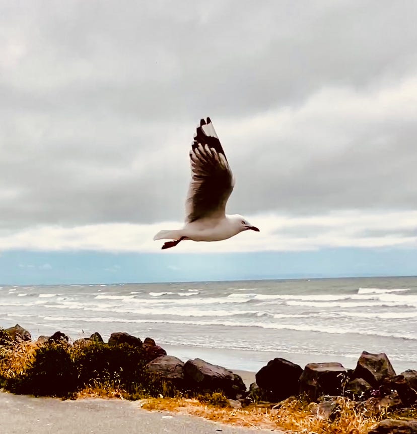 The Bird With The Broken Wing. This is not a story about a seagull ...