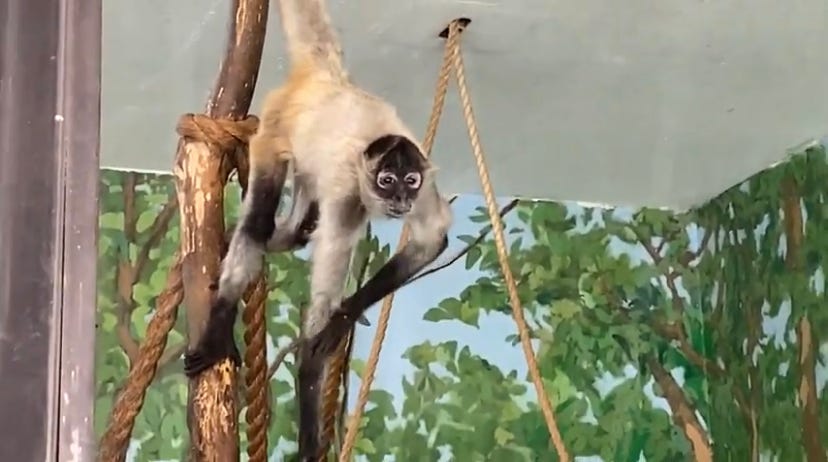 An Ending, a Monkey, a Gig, and a Stroke: My Pandemic Story | by Eddie ...