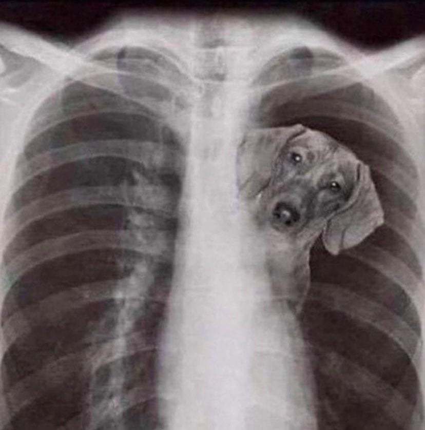 he’s got that dog in him, but it is a different kind of dog | by late ...