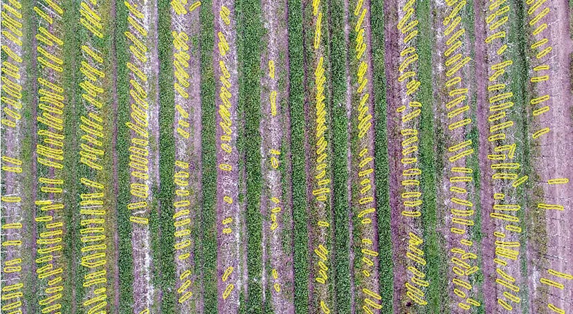 Object Detection Using Deep Learning In Arcgis Pro By Felipe Limeira 🌍 Medium