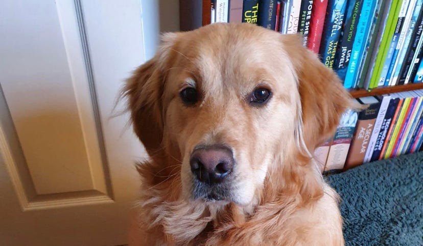 Interview With A Dog. An ear-deafening “Awwww” breaks the… | by Darius ...