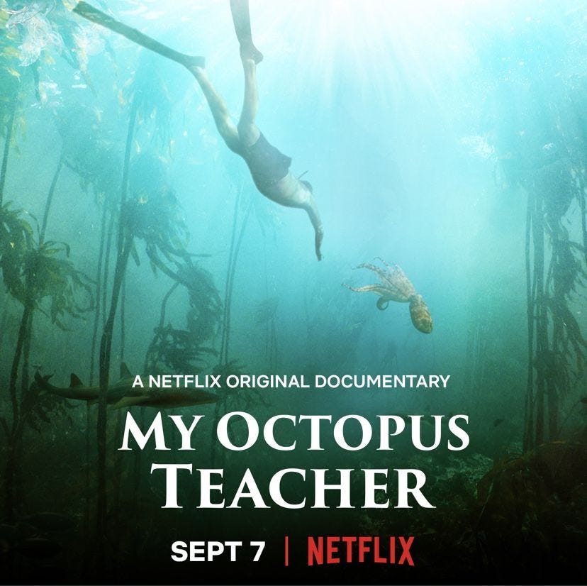 Movie Review — My Octopus Teacher | by Eric | Medium