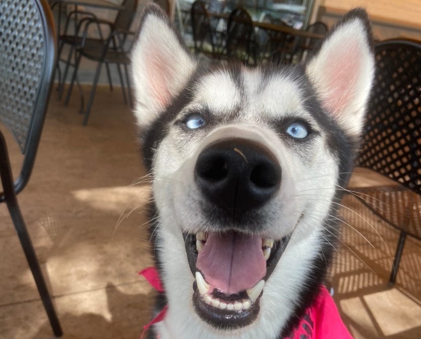 Char: From Shelter Dog to Adventure Extraordinaire | by Alyssa's Dog ...