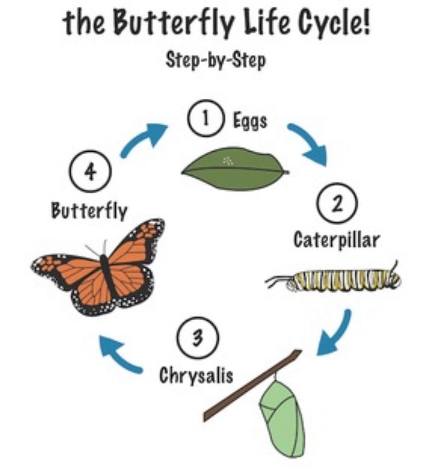Screencasting Lesson on Butterfly Life Cycle Stages! - Hannah Brown ...