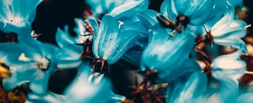 Classifying Flower through Sequential-API-Deep Learning. | by ...