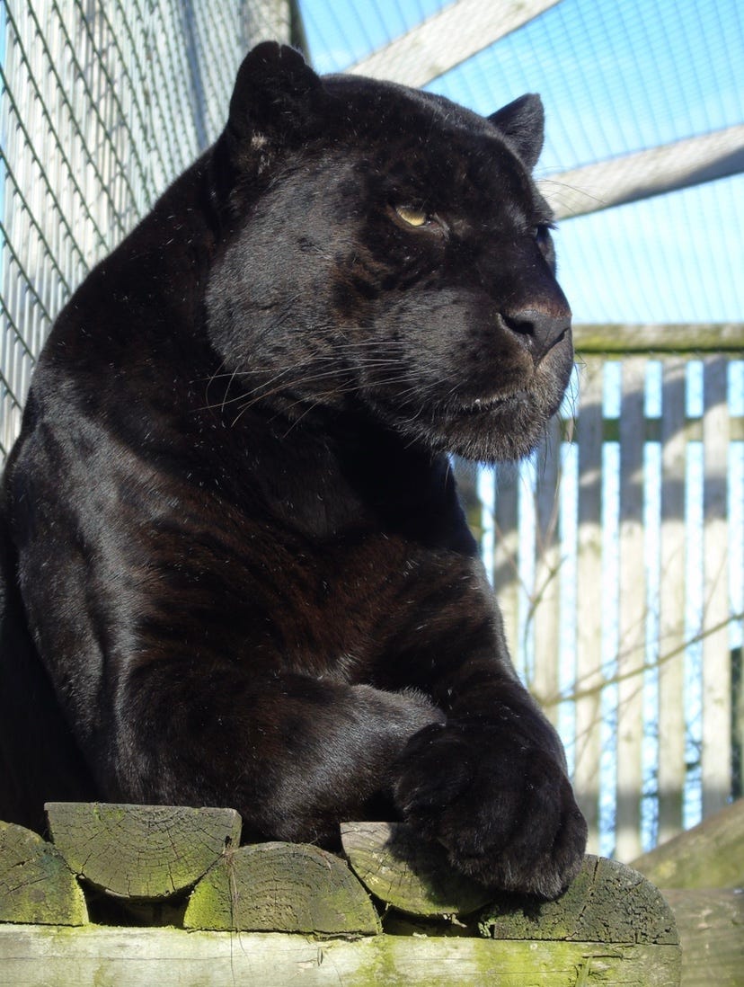 BCA Month. ABC? CBA? Nope it’s BCA- Black Cat… | by Bee | Medium