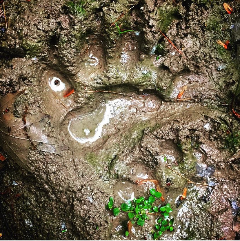How the Art of Wildlife Tracking Connects Us With Place and Self | by ...