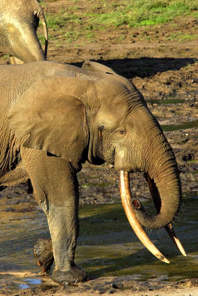 Elephants in Musth: Love on the Brain | by Annalisse Eclipse | Elephant ...