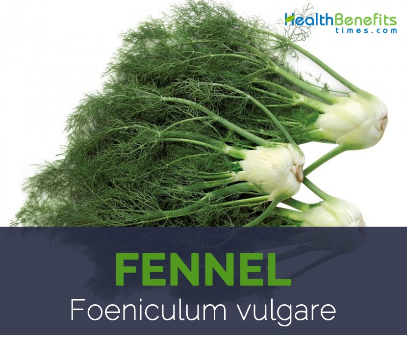 Fennel Benefits. For thousands of years people in India… | by sehhti ...