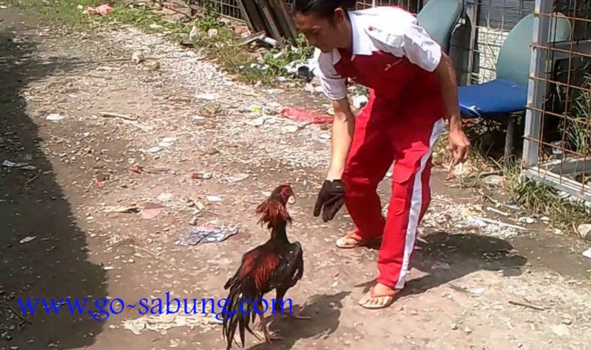 CARA MELATIH FISIK AYAM BANGKOK | GO-SABUNG Indonesia | by santi halim | Medium