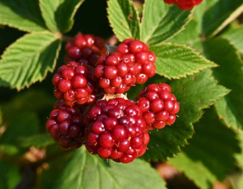 Our Avalanche of Berries is On Its Way | by John Dean | Dean’s List ...