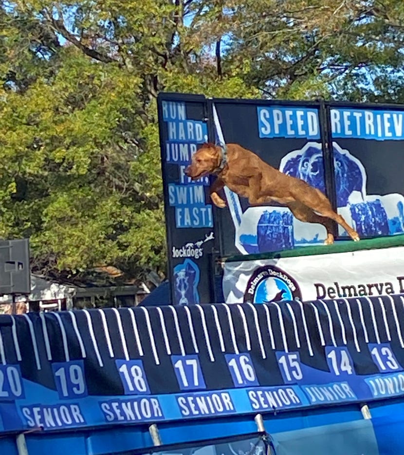 When Dogs Fly. Dock Dogs defy gravity | by John Dean | Dean’s List | Medium