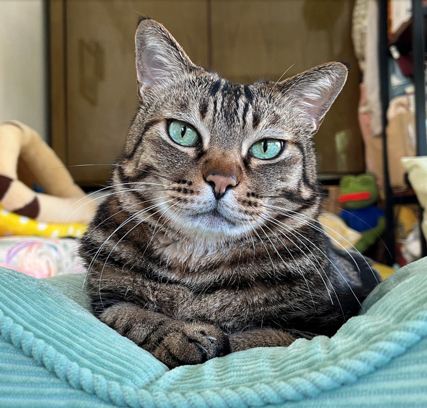 11 Life Lessons My Cat Tata Has Taught Me | by Henrique Centieiro & Bee ...