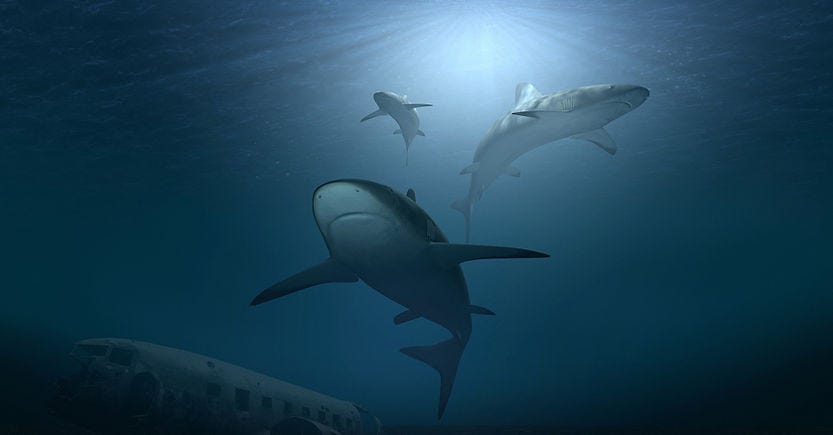 Sharks Never Stop Moving… Or Do They? | by Shubham Maurya | Medium