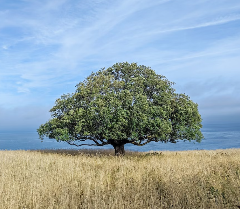 How to start using Decision Tree Classification in R | by Dima Diachkov ...