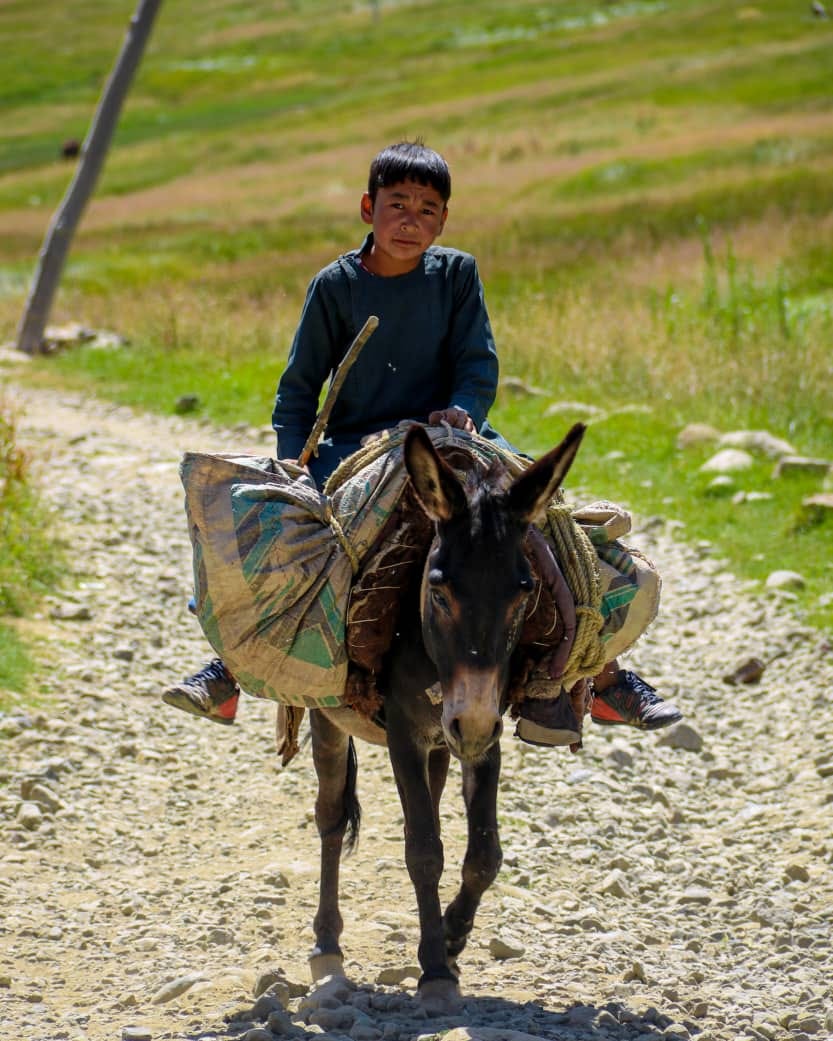 Donkeys play important role in Afghanistan | by Mohammad Yousaf Sakhi | Medium