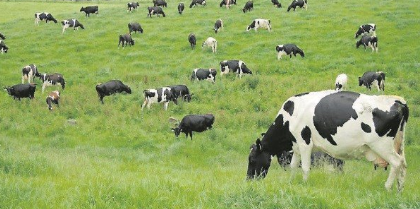 Ecosystem Downfall due to Livestock Production | by Mariana Perez | Medium
