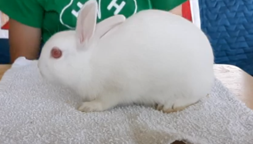 What Does Rabbit Spray Look Like: Appearance, Causes, and Solutions ...