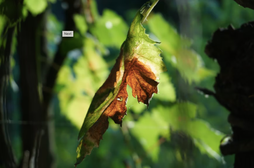 A leaf in Ukraine—A war story. A couple of months ago, Nature Speaks ...