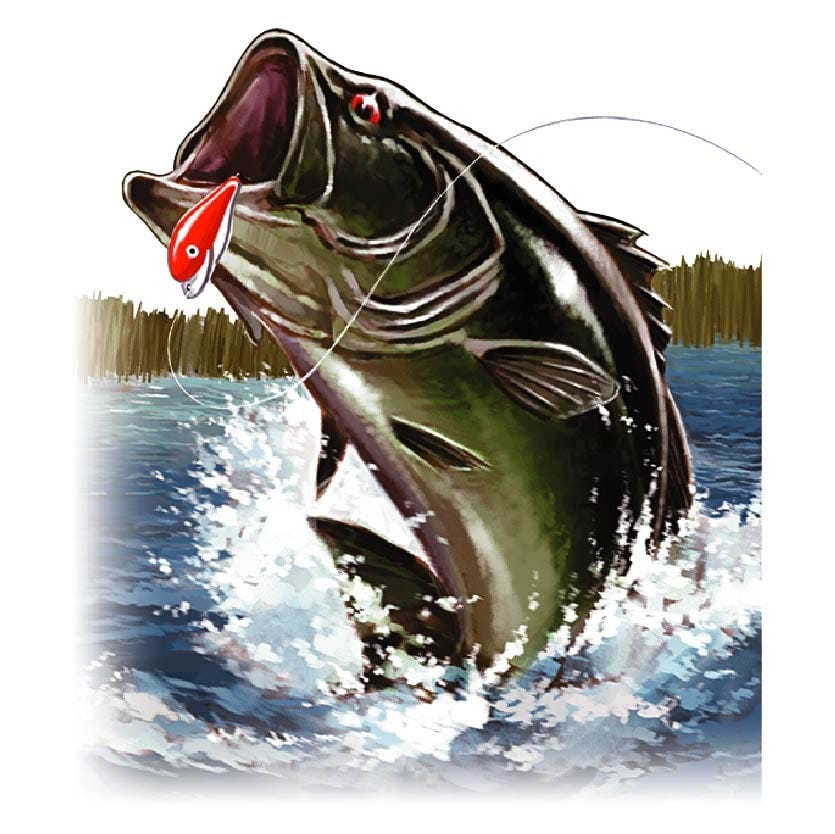 Bass Fish Design - Info Cambridgedesignvector - Medium