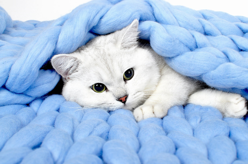 Feline Signs: Understanding Your Cat’s Language | by Yvonne Simmons ...
