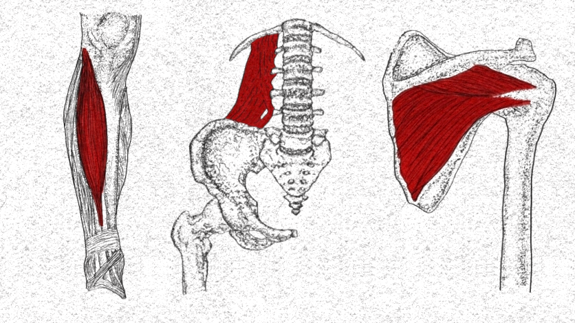 The Three Most Underrated Muscles You Don’t Train (Yet) | by J ...