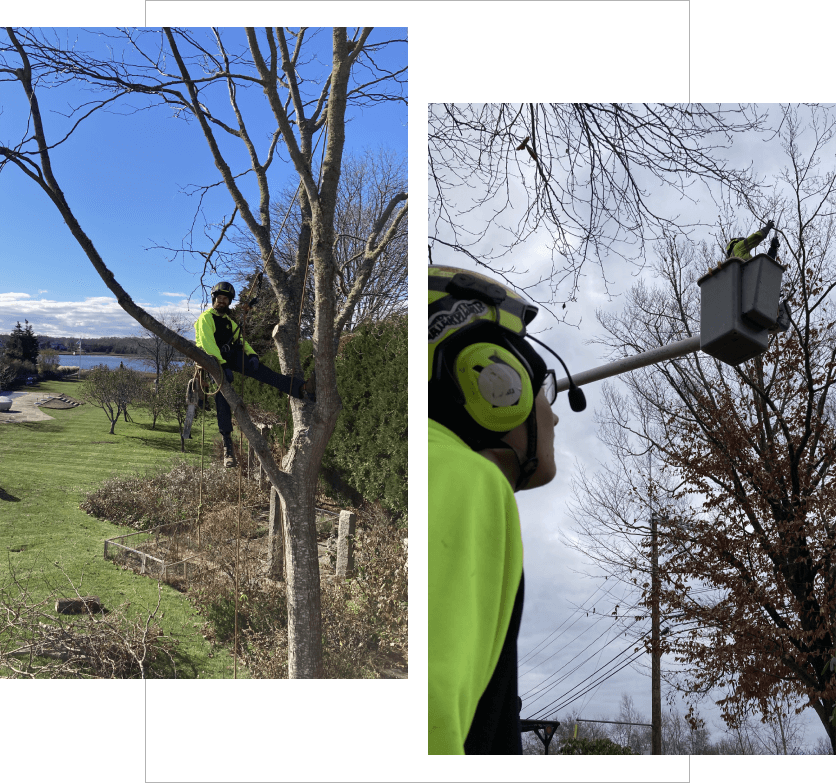 Understanding the Importance of Professional Tree Removal | by GBK ...