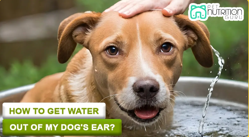 How to Get Water Out of Dog’s Ear? Comprehensive Guide | by Pet ...