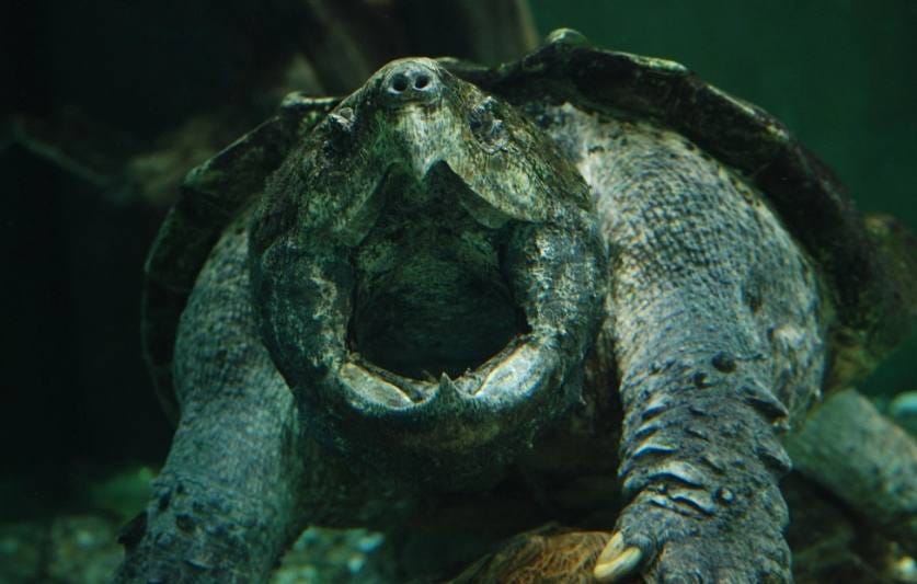 A Tiny Indiana Town’s Titanic Turtle Tale | by Still Penguins Seldom ...