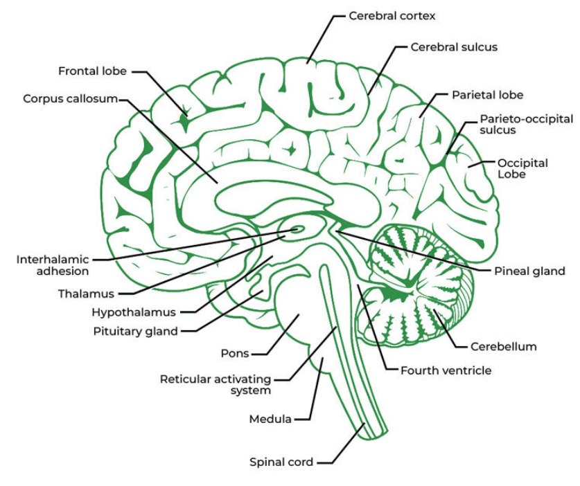 The Hidden Secrets of Human Physiology: Interstitial Fluid and Its ...